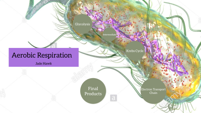 Prokaryotic Aerobic Respiration by Jade Hawk on Prezi