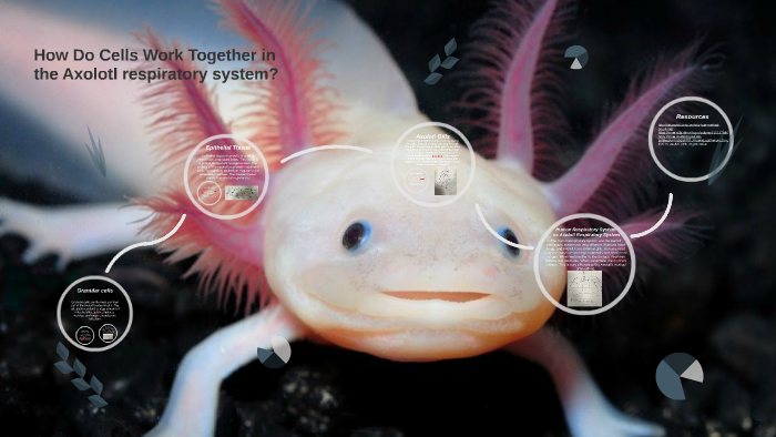 How Do Cells Work Together in Axolotl? by anna g on Prezi