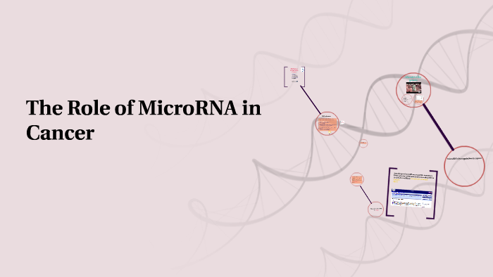 The Role of MicroRNA in Cancer by tayef Ibrahim on Prezi