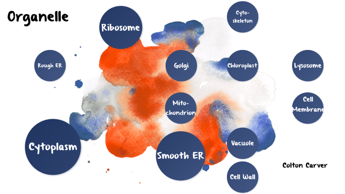 Organelles by Colton Carver on Prezi