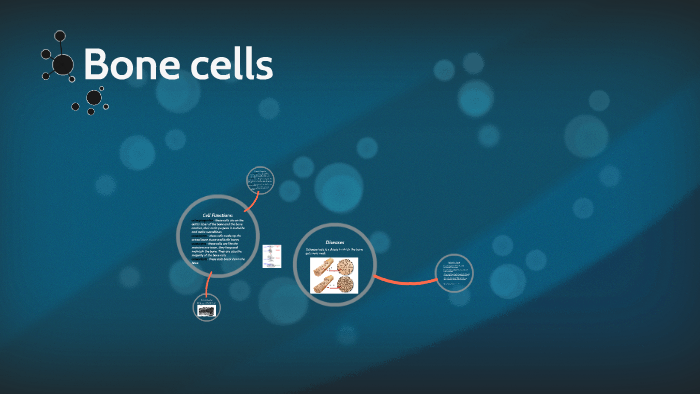 Bone cells by A Adams on Prezi