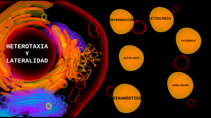 heterotaxia y lateralidad by Rocio Benitez Rodriguez on Prezi