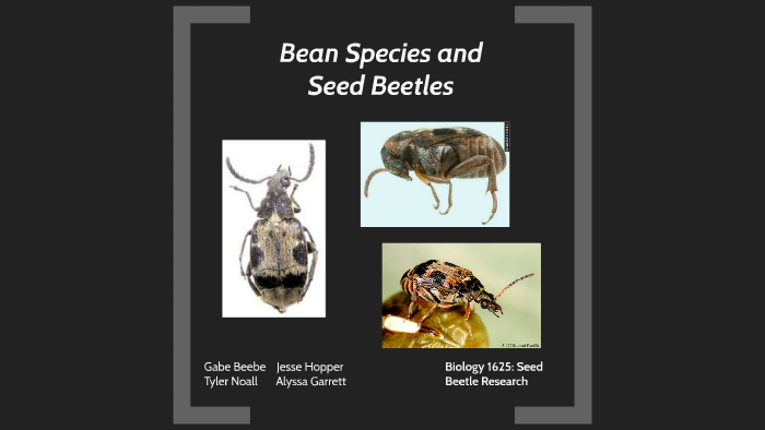 Seed Beetles by Gabe Beebe on Prezi