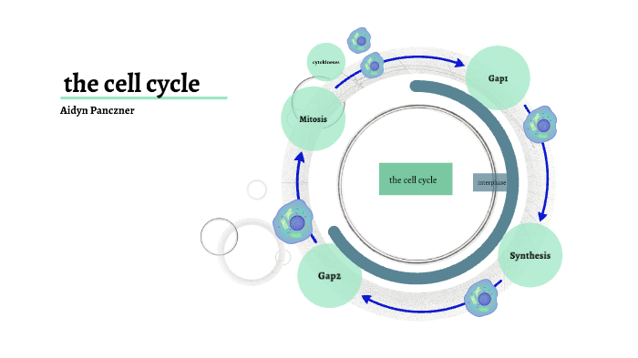 cell cycle model by Aidyn P