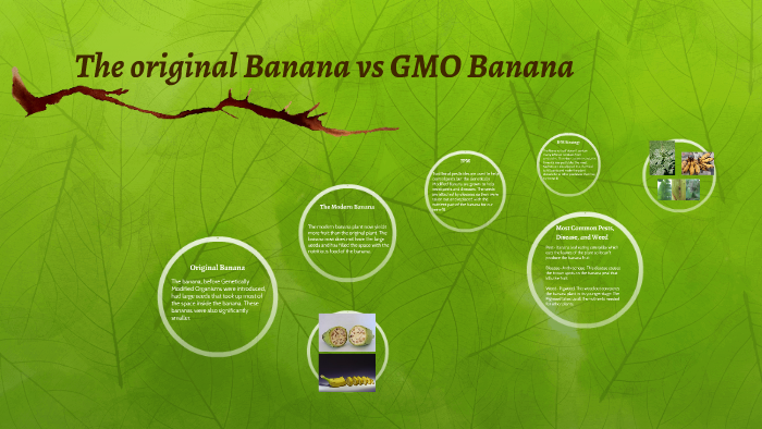 The original Banana vs GMO banana by Jacob Smith on Prezi