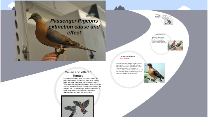 passenger pigeons cause and effect of extinction by Ben Jacobson on Prezi