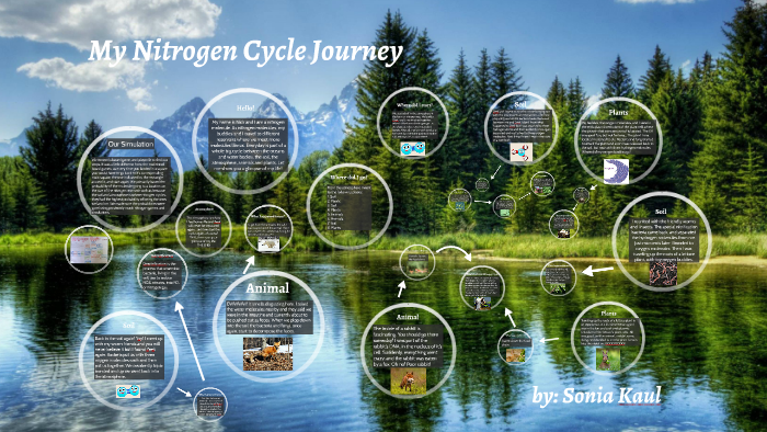 My Nitrogen Cycle Journey by Sonia Kaul on Prezi