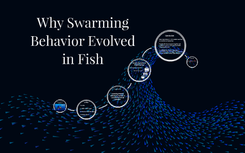 Why Swarming Behavior Evolved in Fish by Rhea Prabhu on Prezi