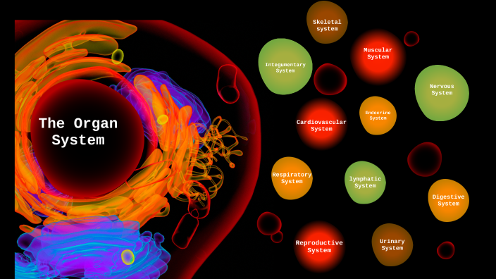 Chapter 6 Organ System Presentation by Arianna Smith on Prezi