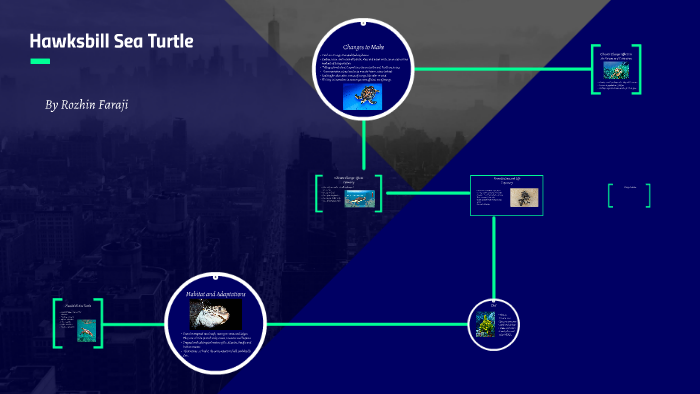Hawksbill Sea Turtle by Georgia Hoskins on Prezi