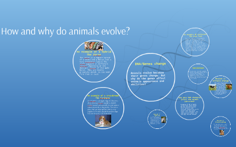 How and why do animals evolve? by j311yf15h m33rk4t5 on Prezi