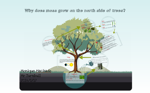 Why does moss grow on the north side of trees? by Monique Machado on Prezi