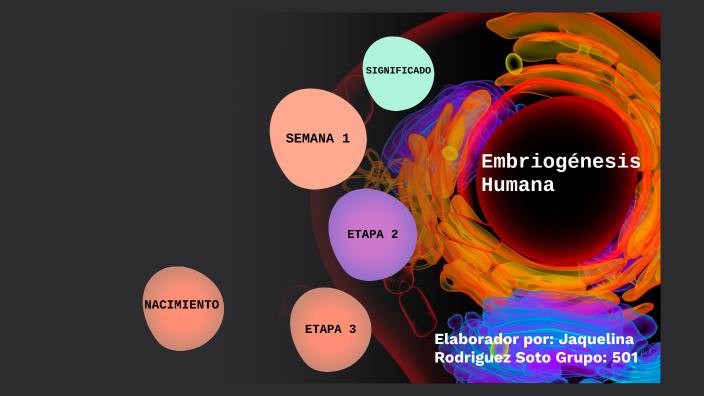 Embriogénesis Humana by LESLIE RIVERA on Prezi