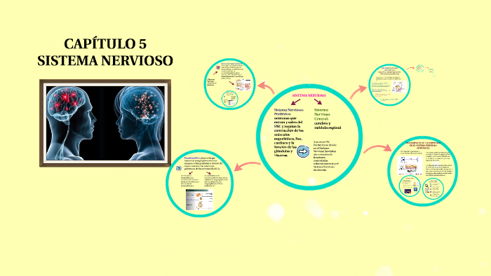 SISTEMA NERVIOSO by Carla Renata Ochoa Paredes on Prezi