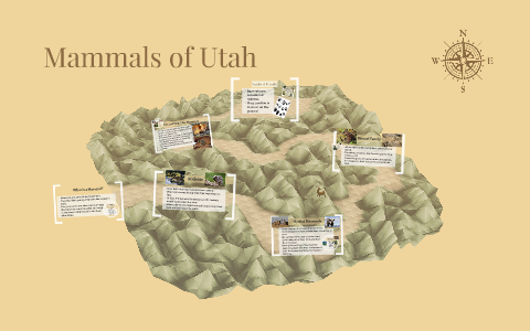 Mammals of Utah by Veraunica Stauffer on Prezi