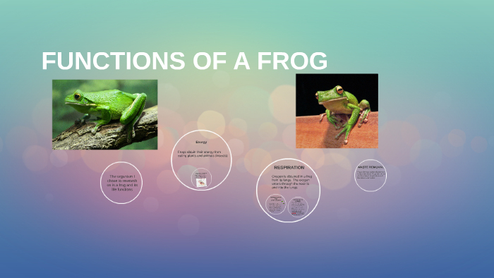 FUNCTIONS OF A FROG by Natalie Deavers on Prezi