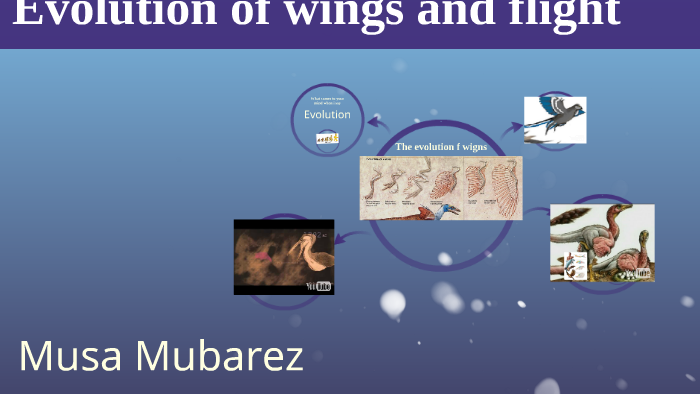 Evolution of wings and flight by musa mubarez on Prezi