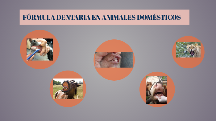 Formula dentaria en animales domesticos by karla nivelo on Prezi