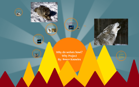 Why do wolves howl? by Reece Knowles on Prezi