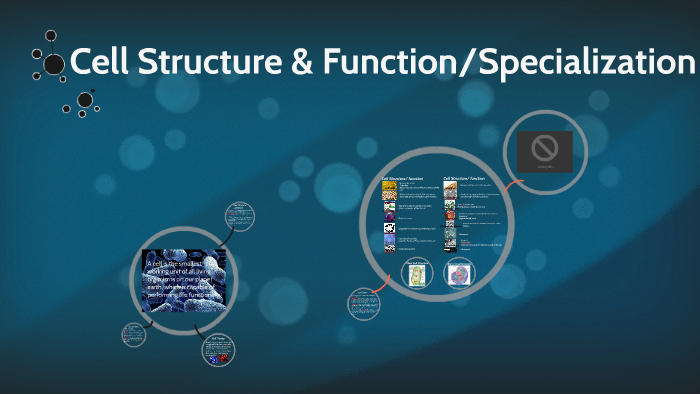 Cell Structure & Function/Specialization by samantha smith