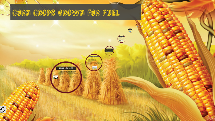 Corn Crops Grown for Fuel by javan edwards on Prezi