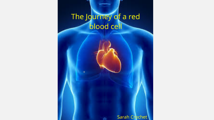 Path of red blood cells by Sarah Crochet on Prezi