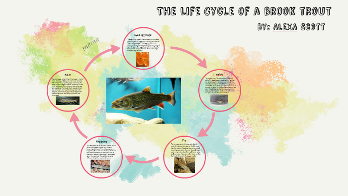The Life Cycle of a brook trout by Alexa Scott on Prezi