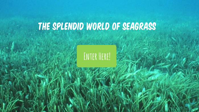 Seagrass by Sarah Falkowski on Prezi