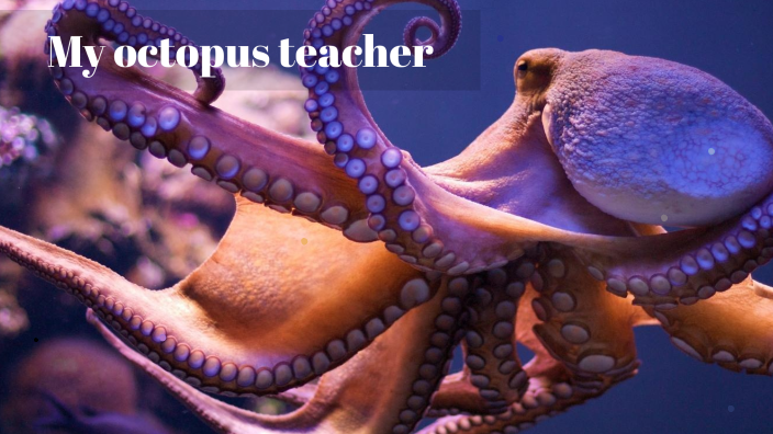 My Octopus