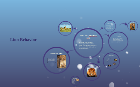 Lion Behavior by Eva Andersen on Prezi