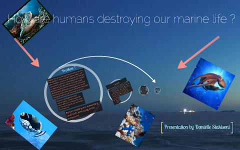How are humans destroying are marine life ? by Miriana Wiki on Prezi