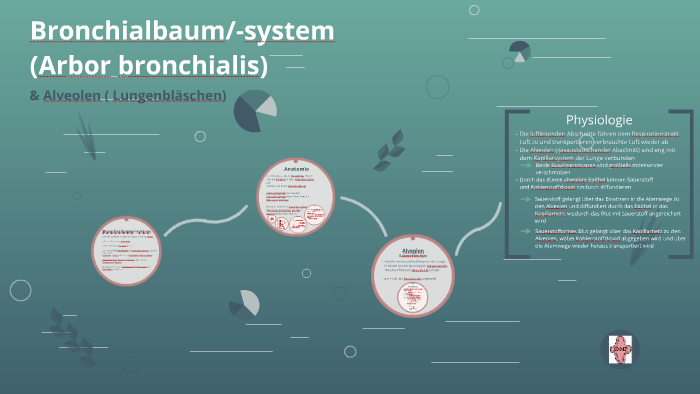 Bronchialbaum/-system (Arbor bronchialis by Cedric Latzer on Prezi