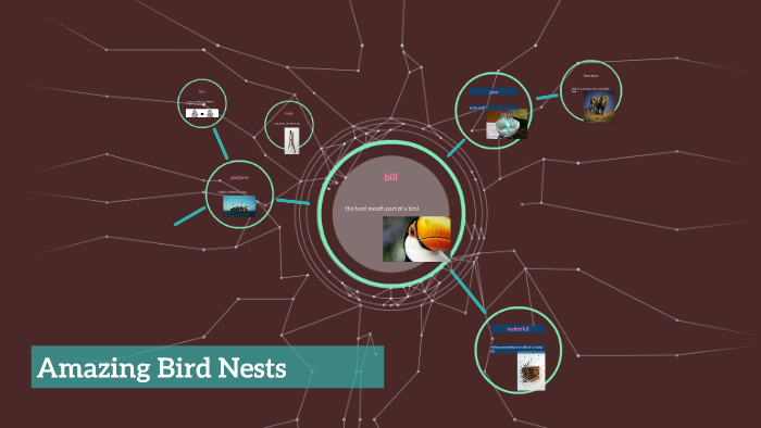 Amazing Bird Nests by Rebecca Macht on Prezi