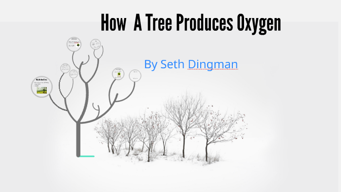 How A Tree Produces Oxygen by Seth Dingman on Prezi