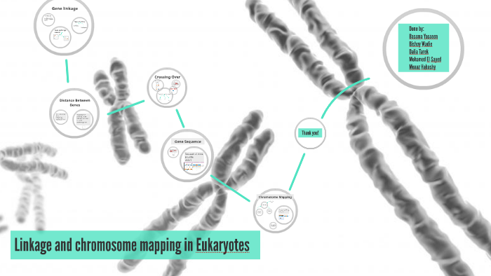Linkage and chromosome mapping in Eukaryotes by Moaaz Habashy on Prezi
