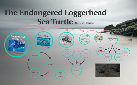 Save the Endangered Loggerhead Sea Turtle by on Prezi