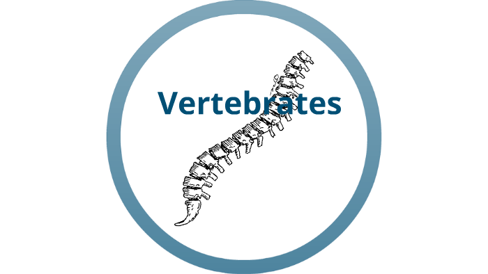 Vertebrates by Mr. Eric Calkins on Prezi