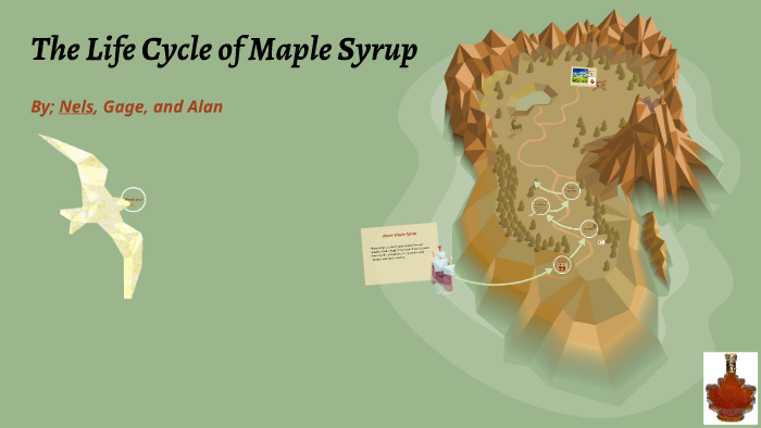 The Life Cycle of Maple Syrup by Nels, Gage, and alan me