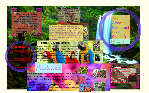 The Amazon Rainforest Food Chain by Kriti Bhatt on Prezi