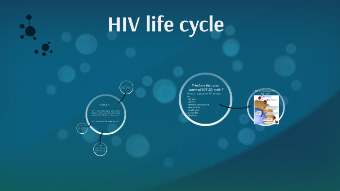 Hiv life cycle by Quentin Salembien