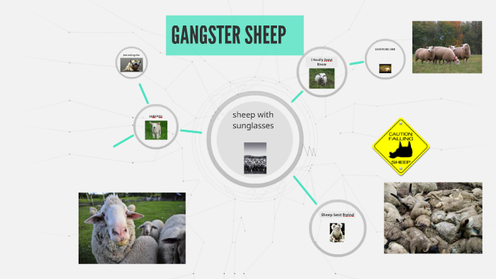 GANGSTER SHEEP by Ryan Domarchuk on Prezi