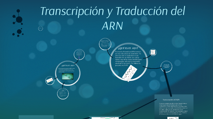 Transcripción y Traducción del ARN by Duvan Hernandez on Prezi