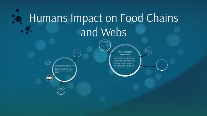 Humans Impact on Food Chains and Webs by Chloe Carter on Prezi