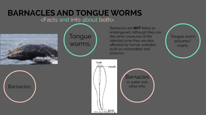 Barnacles & Tongue worms ck by Chalea Kvasnicka on Prezi