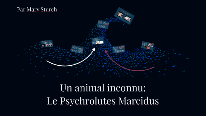 Le Psychrolutes Marcidus by Pink Bubbles on Prezi
