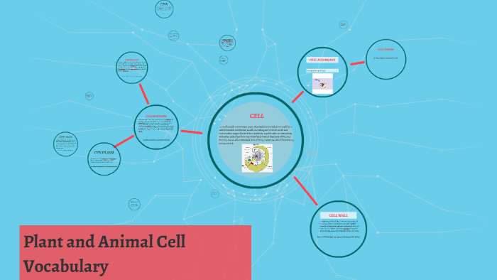 Plant and Animal Cell Vocabulary by FABIAN PADILLA on Prezi