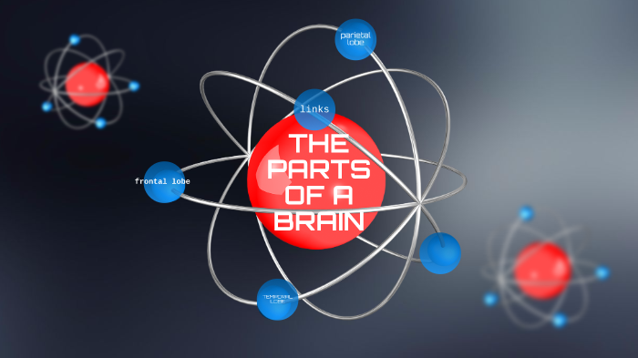the 4 main parts of a brain by Kellen Macias on Prezi