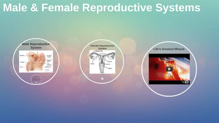 Male & Female Reproductive Systems by Mae James on Prezi