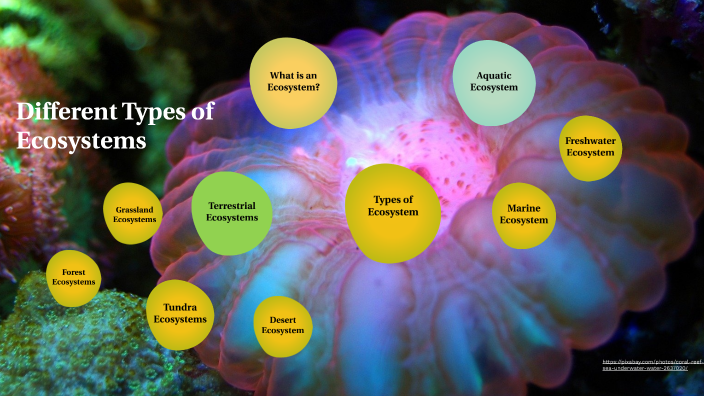 Different Types of Ecosystems by MARIANA GOMEZ GONZÁLEZ on Prezi
