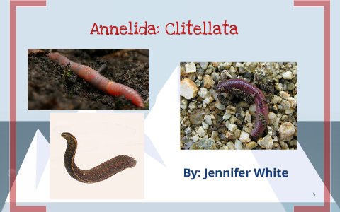 Annelida: Clitellata by Jennifer White on Prezi